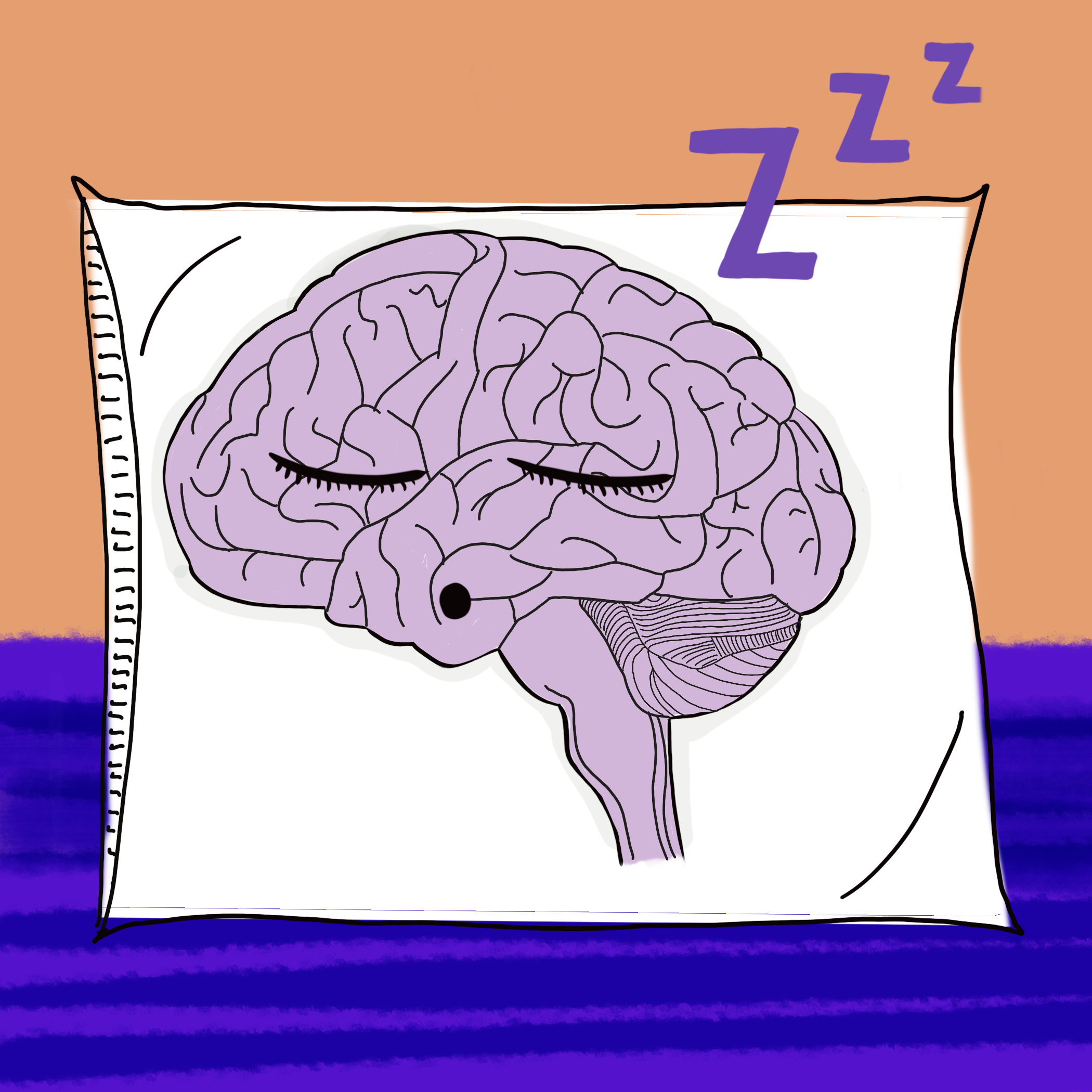 Sleeping to Remember: Why Women’s Poor Sleep May Affect Their Brain ...